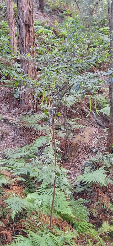 Christmas Senna from Mount Riverview NSW 2774, Australia on May 21 ...
