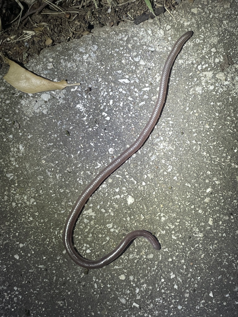 Texas Blind Snake from Arroyo Verde, Schertz, TX, US on May 21, 2024 at ...
