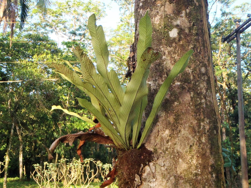 Niphidium crassifolium (Florianopolis - Top 200 species - Most ...