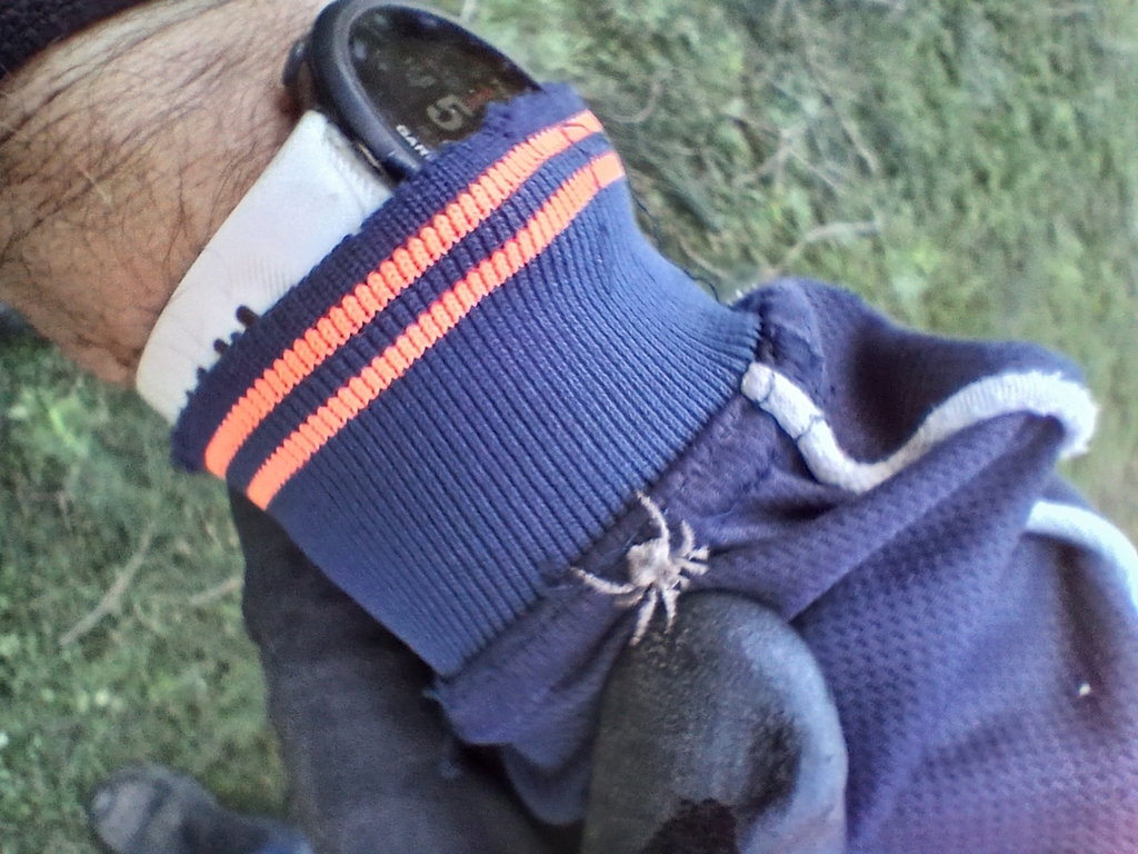 Wrap-around Spiders from Homebush NSW 2140, Australia on May 21, 2024 ...