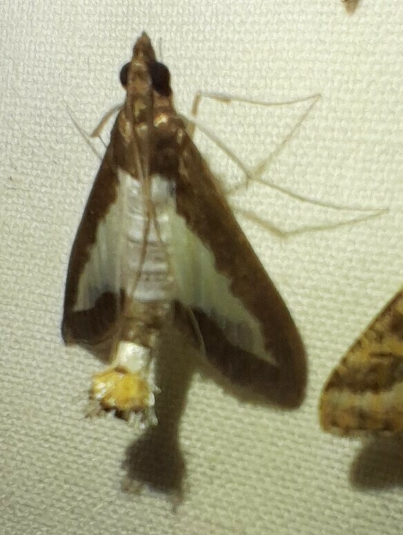 Cucumber Moth from Berseba area, Namibia on May 2, 2024 at 09:01 PM by ...