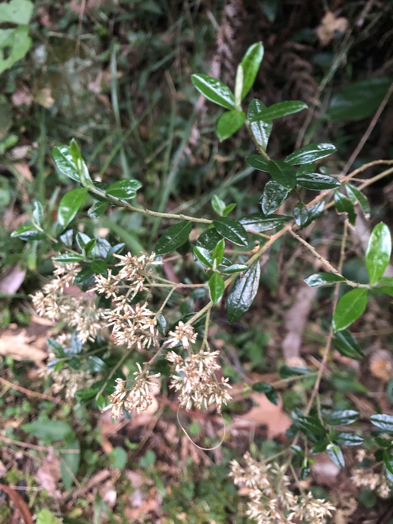 Cassinia subtropica from Springbrook National Park, Springbrook, QLD ...