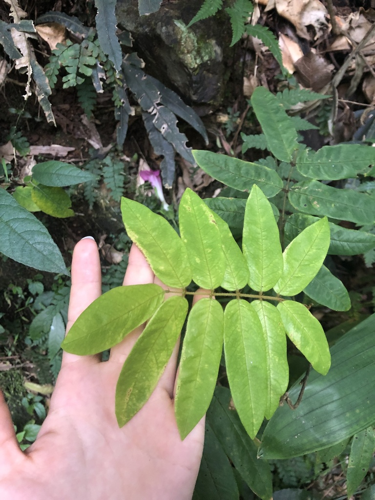 Derris involuta from Springbrook National Park, Springbrook, QLD, AU on ...
