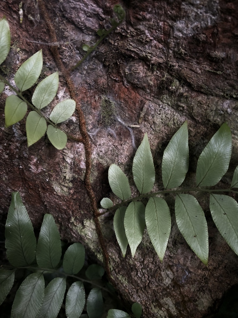 Climbing Fern from Springbrook National Park, Springbrook, QLD, AU on ...