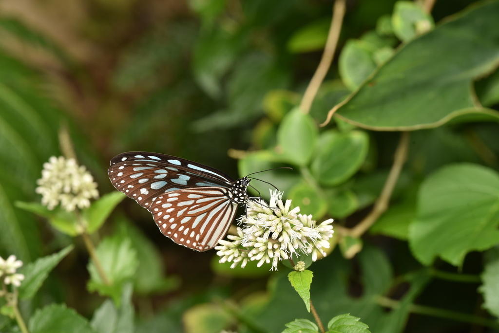 Ceylon Blue Glassy Tiger from 952台灣台東縣蘭嶼鄉 on May 4, 2024 at 10:04 AM by ...