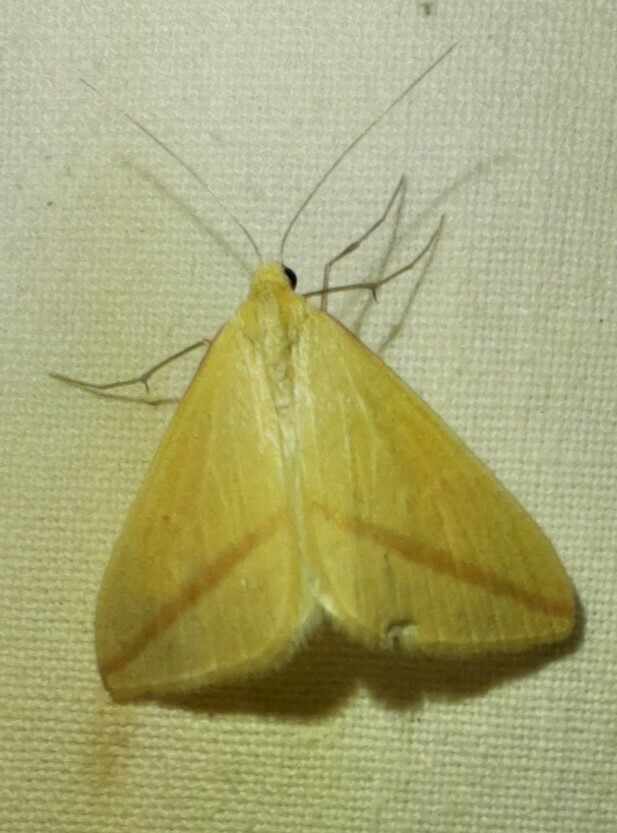 Vestal from Berseba area, Namibia on May 2, 2024 at 09:03 PM by Nogga ...