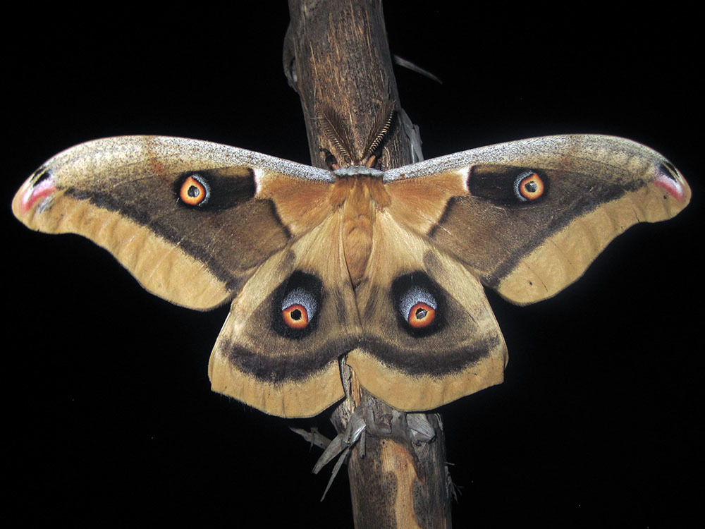 Western Polyphemus Moth from Santa Cruz County, AZ, USA on August 14 ...