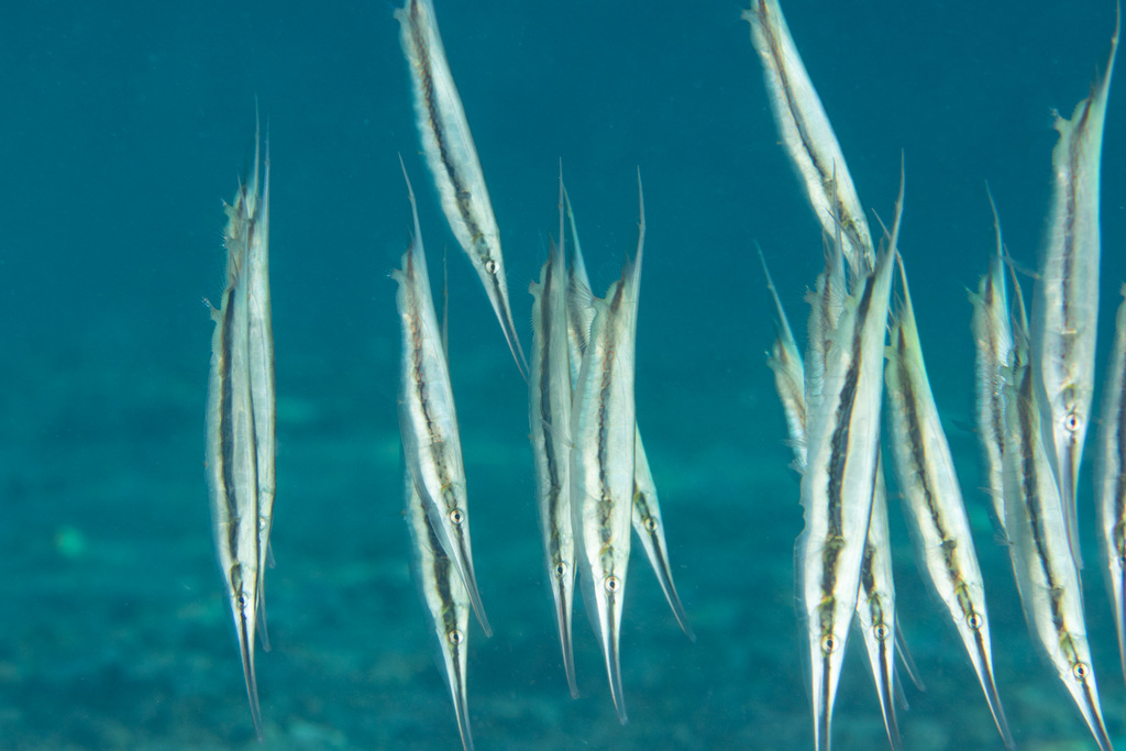 Jointed Razorfish (Ray-finned Fishes of Dauin Philippines) · iNaturalist