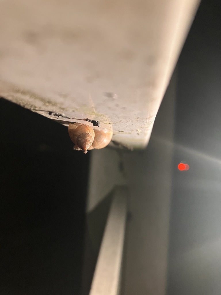 Bulimulus from Hillsborough County, FL, USA on May 21, 2024 at 04:13 AM ...