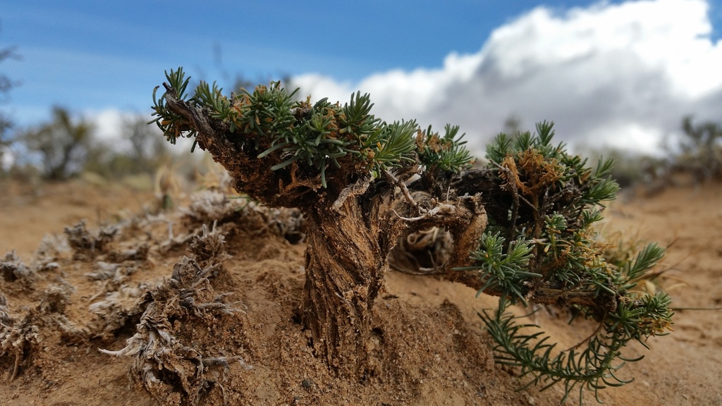 Bitterbushes from Pixley ka Seme District Municipality, South Africa on ...