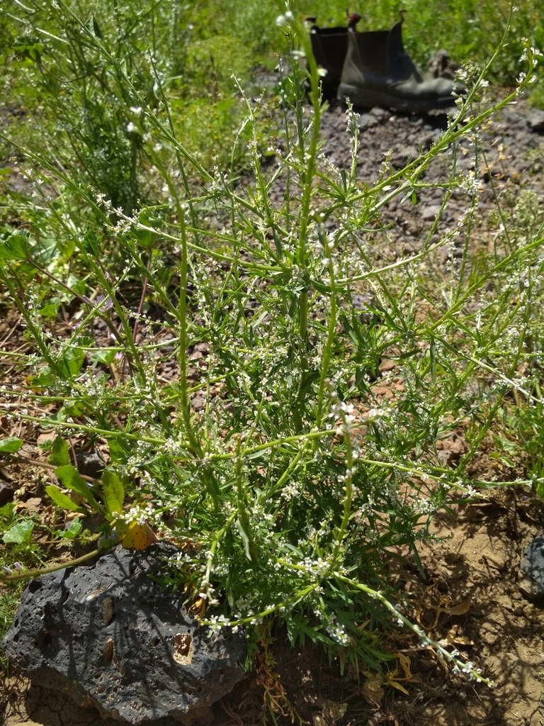 Lepidium spinosum from Golan, IL on April 9, 2019 at 01:07 PM by meir ...