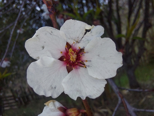 Smooth stone peach (Prunus mira) · iNaturalist