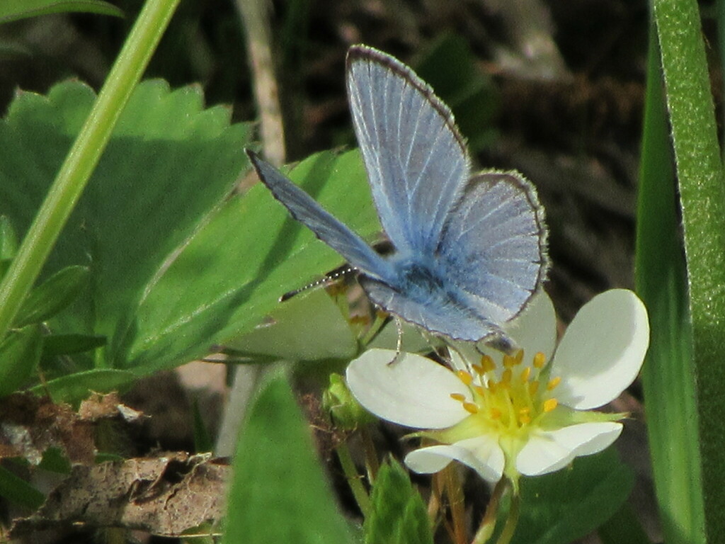 Northern Azure from Danby, VT, USA on May 17, 2024 at 03:56 PM by Nancy ...