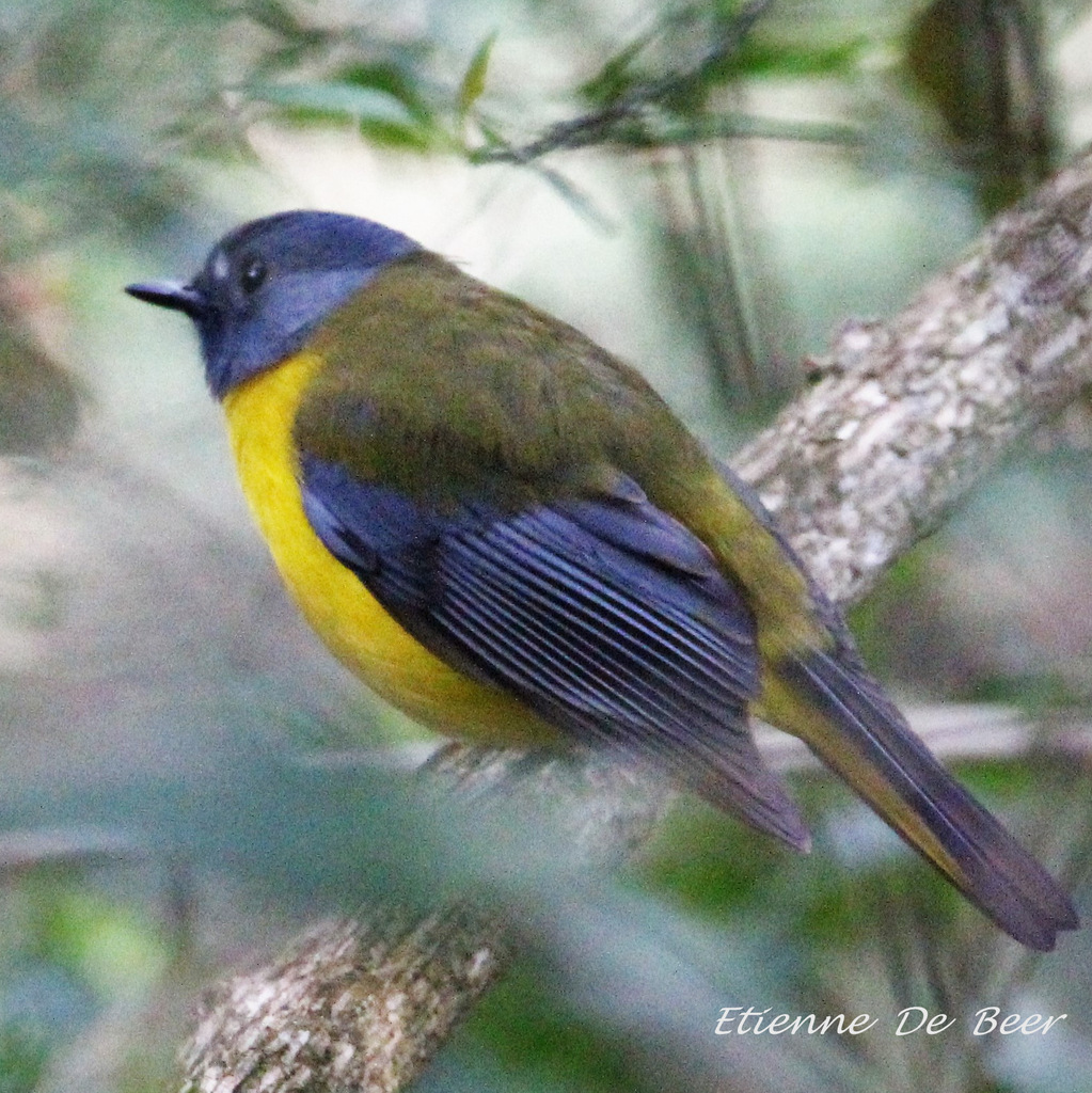 Pogonocichla stellata stellata from Garden Route Botanical Garden on ...