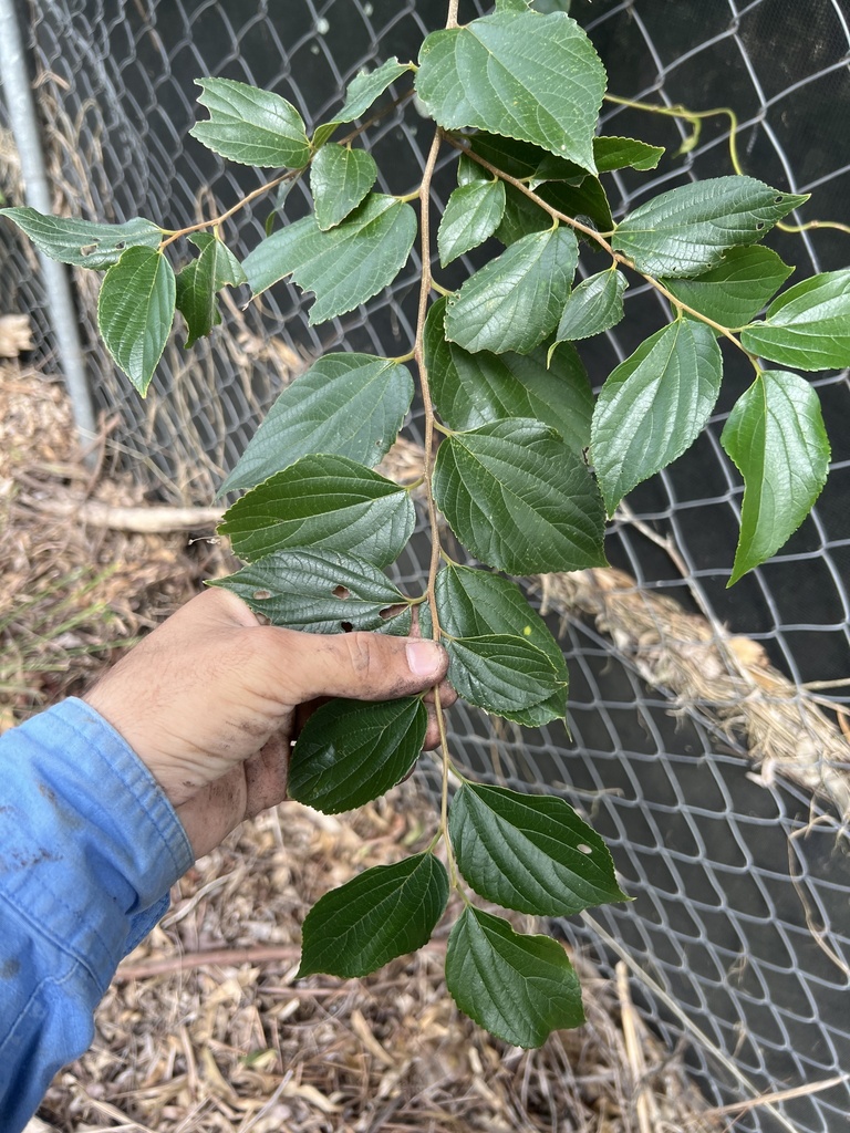 Chinese Hackberry from Beenleigh-Redland Bay Rd, Loganholme, QLD, AU on ...