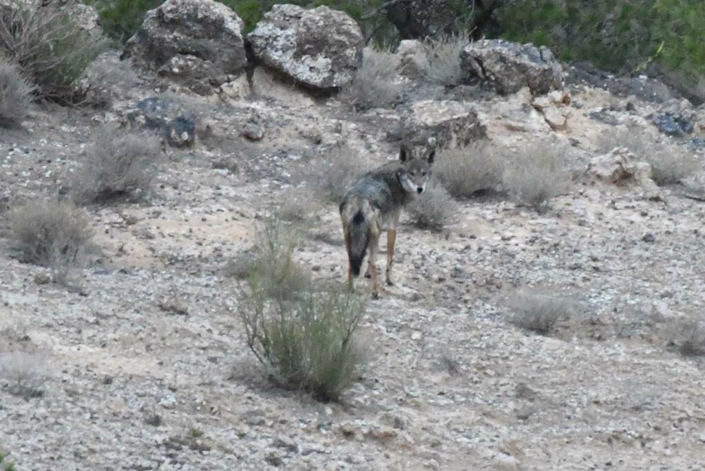 African Wolf from Mansoura, Algérie on May 6, 2024 at 06:48 PM by ...