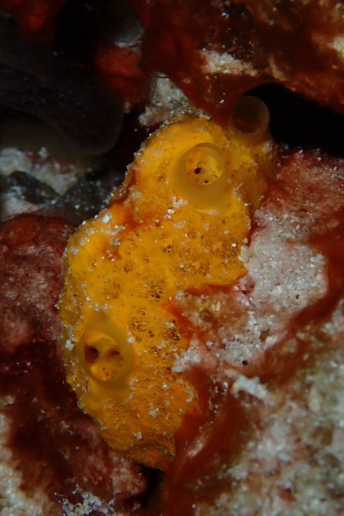 Stylissa massa from Alofi aquarium, Wallis et Futuna on May 19, 2024 at ...