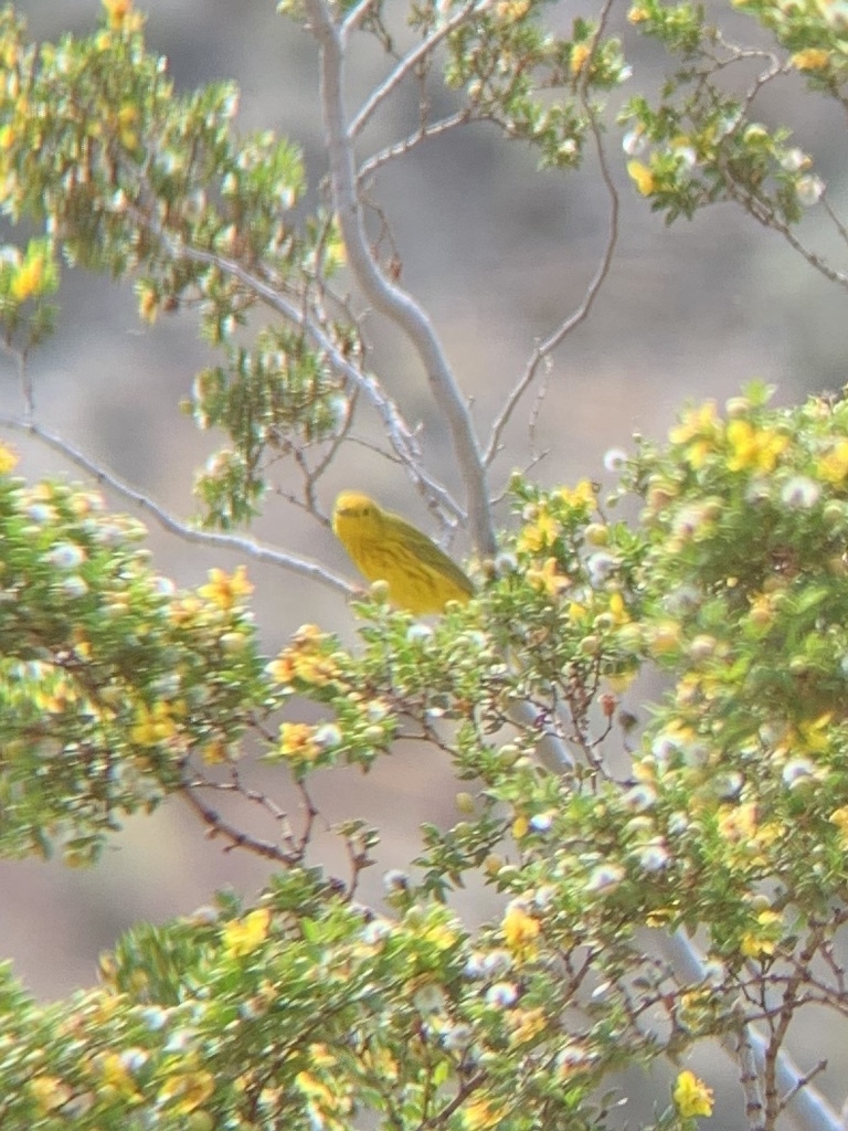 Northern Yellow Warbler from 92240, Desert Hot Springs, CA, US on May 9 ...
