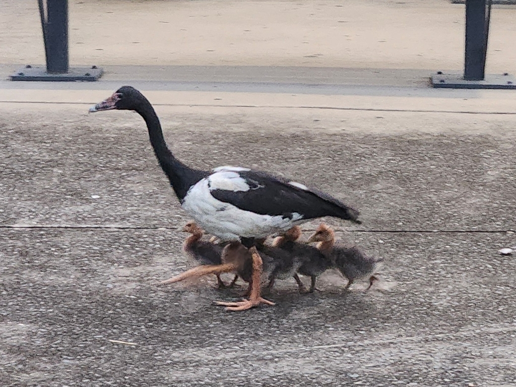 Magpie Goose from Port Douglas QLD 4877, Australia on May 21, 2024 at ...