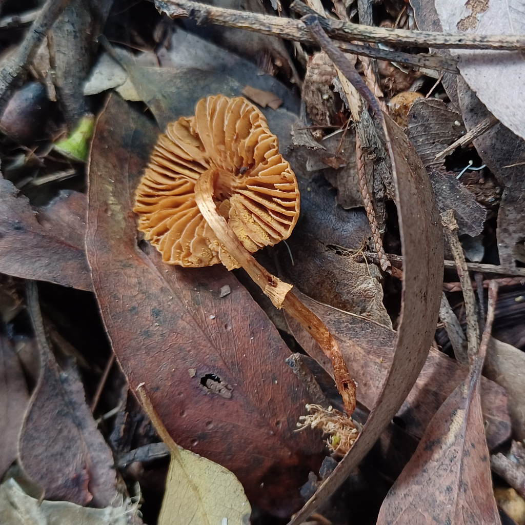 Descolea recedens from Sydney NSW, Australia on May 18, 2024 at 11:46 ...