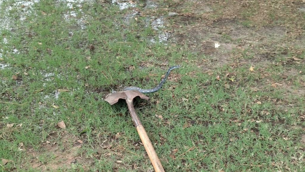 Buttermilk Racer from 52 Waterford Lake, Spring, TX 77381, USA on May 9 ...