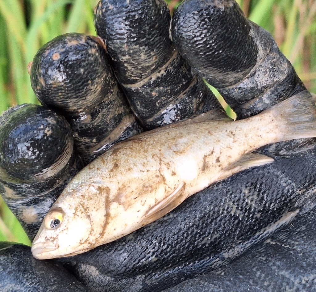 Spangled Perch from Yarrabilba QLD 4207, Australia on May 21, 2024 at ...