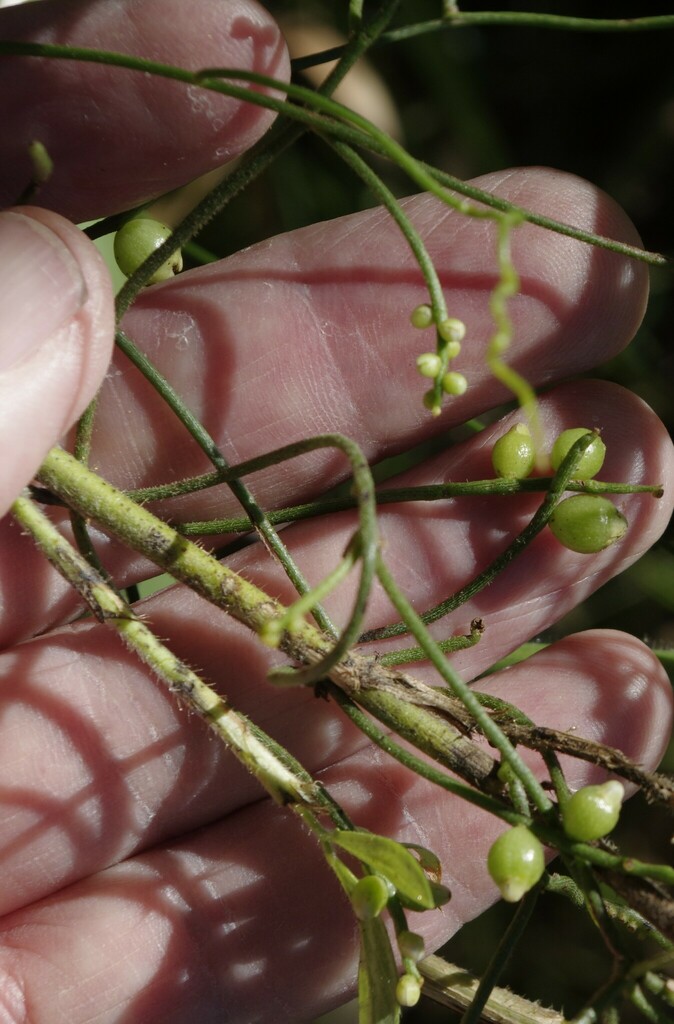 Dodder Laurels from Maryborough West QLD 4650, Australia on May 21 ...