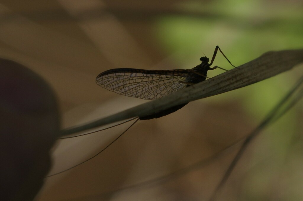 Prong-gilled Mayflies from Maryborough West QLD 4650, Australia on May ...