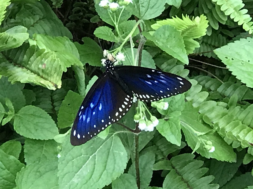 Blue-spotted Crow Butterfly from Pok Fu Lam Country Park, The Peak ...