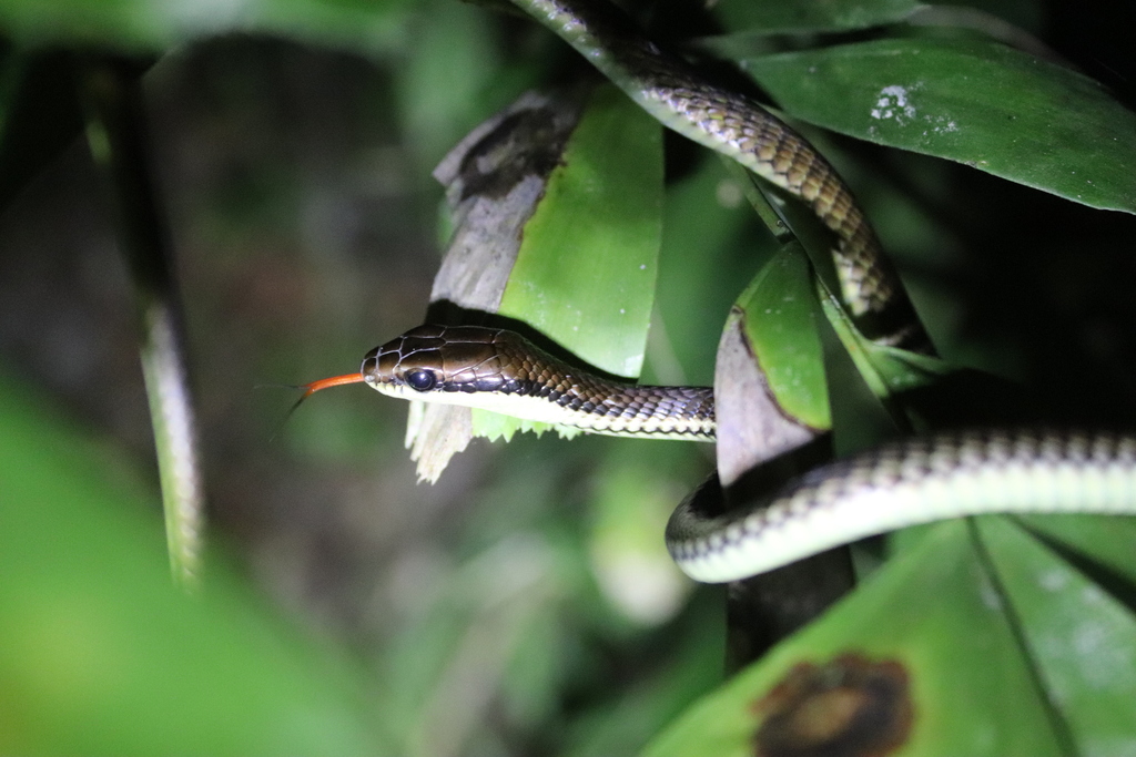 Philippines Bronzeback from Candijay, Bohol, Philippinen on May 6, 2024 ...