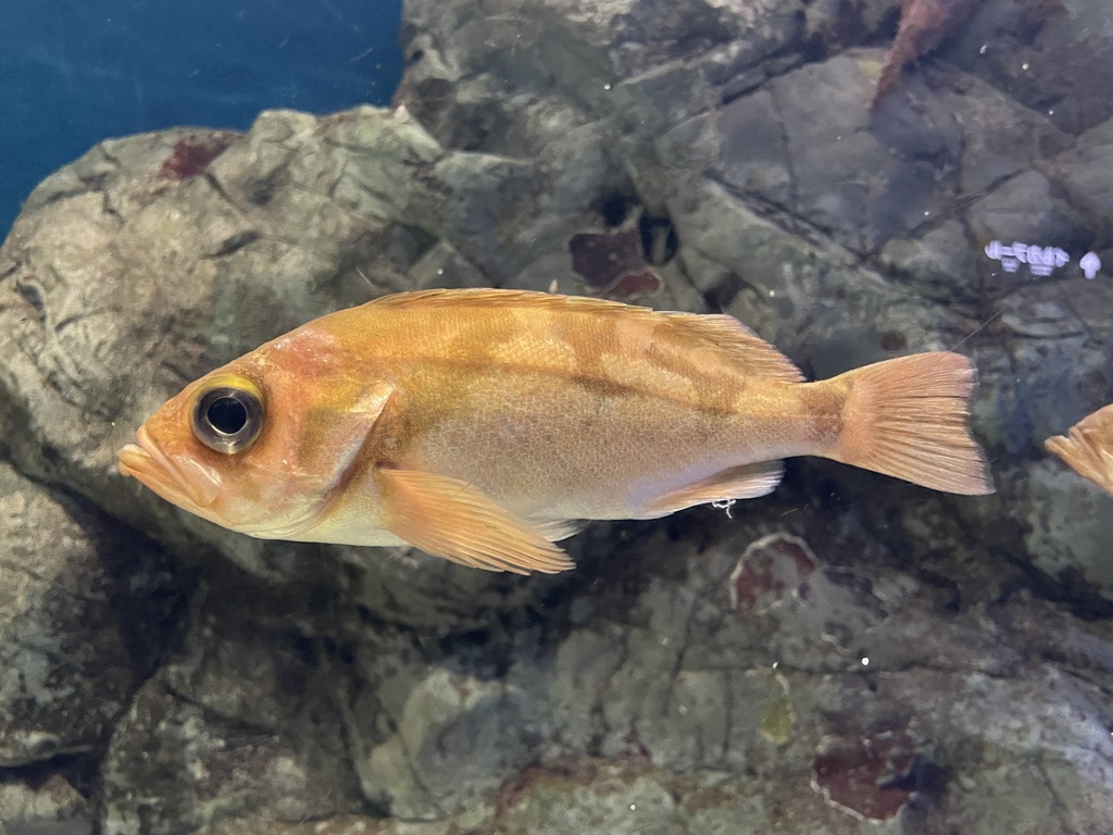 Goldeye rockfish (Sebastes thompsoni) - Marine Life Identification