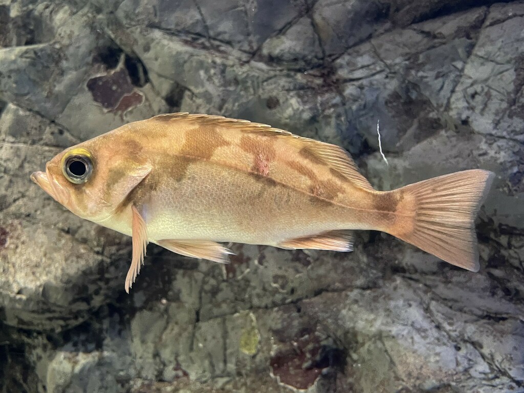 Goldeye rockfish (Sebastes thompsoni) - Marine Life Identification