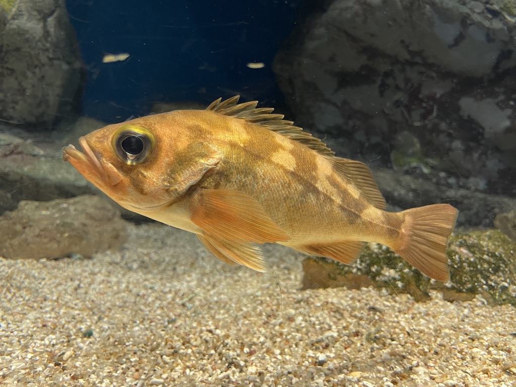 Goldeye rockfish (Sebastes thompsoni) - Marine Life Identification