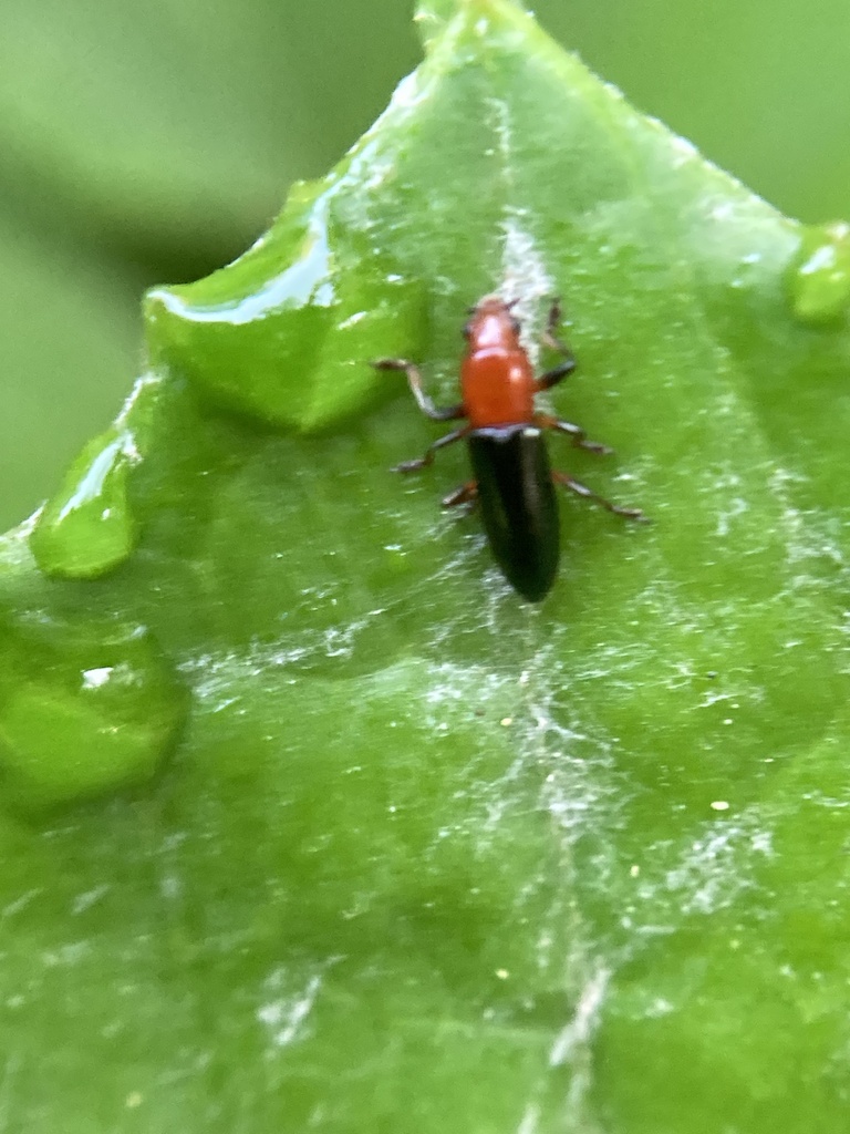 Clover Stem Borer from Allegheny County, US-PA, US on May 21, 2024 at ...