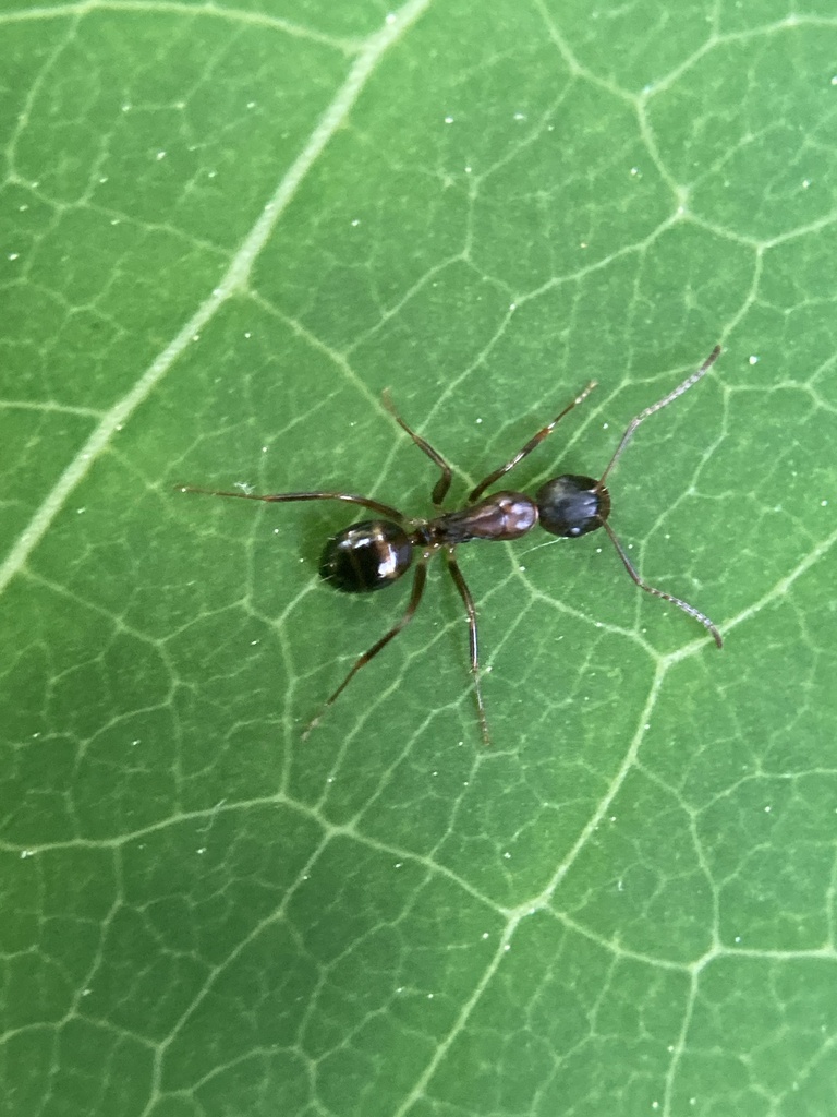 Bearded Carpenter ant from Baldwin Municipal Field & Pool, Baldwin, PA ...