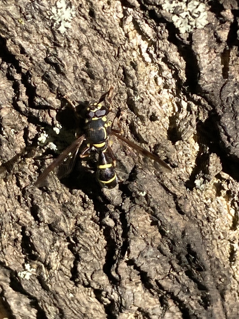 Williston's Wasp Fly from Lechner Ln, Baldwin, PA, US on May 21, 2024 ...