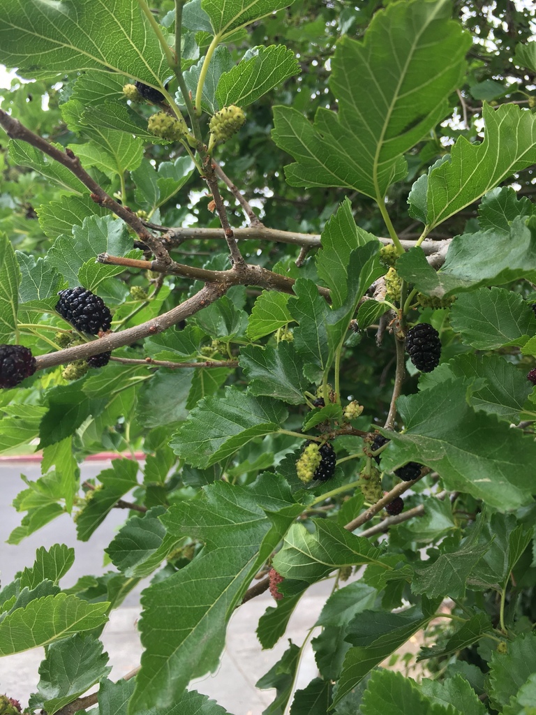 Mulberries from 14245 Moorpark St, Los Angeles, CA, US on May 07, 2019 ...