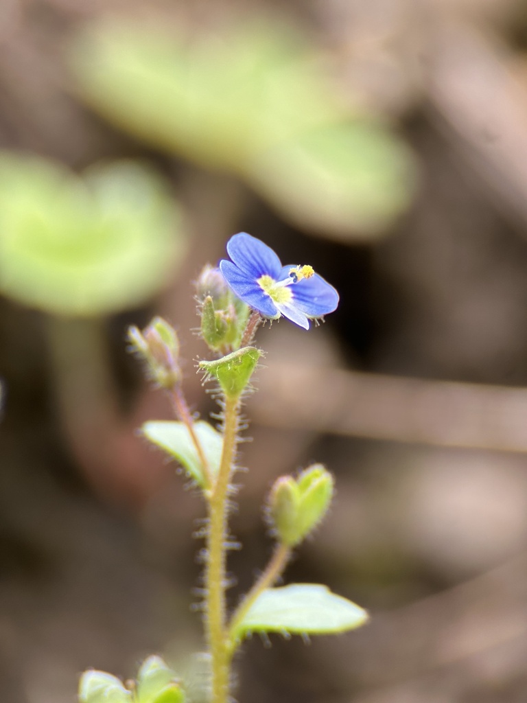 French Speedwell (Veronica acinifolia) - Botanical Realm