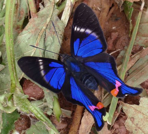 Subspecies Rhetus periander arthuriana · iNaturalist