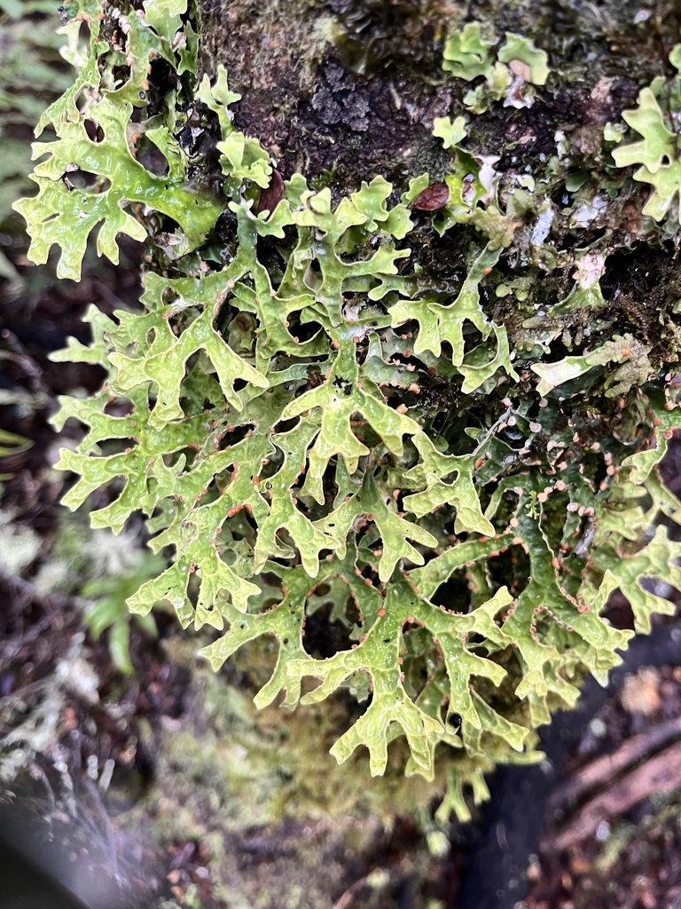 Specklebelly Lichens from South Island / Te Waipounamu, Rai Valley ...