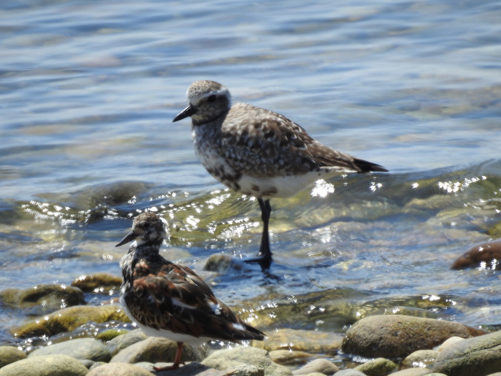 Shorebirds and Allies from Duxbury Beach, Duxbury, MA 02332, USA on May ...
