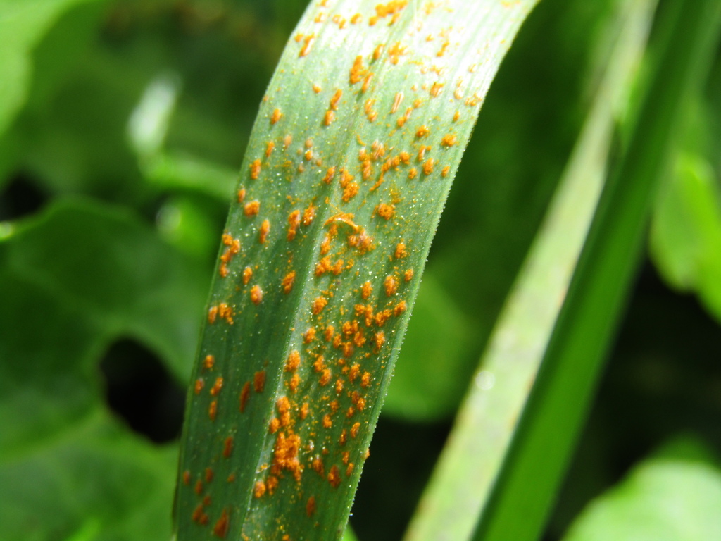 Pucciniaceae from Ужгород, Закарпатська область, Україна on May 2, 2024 ...