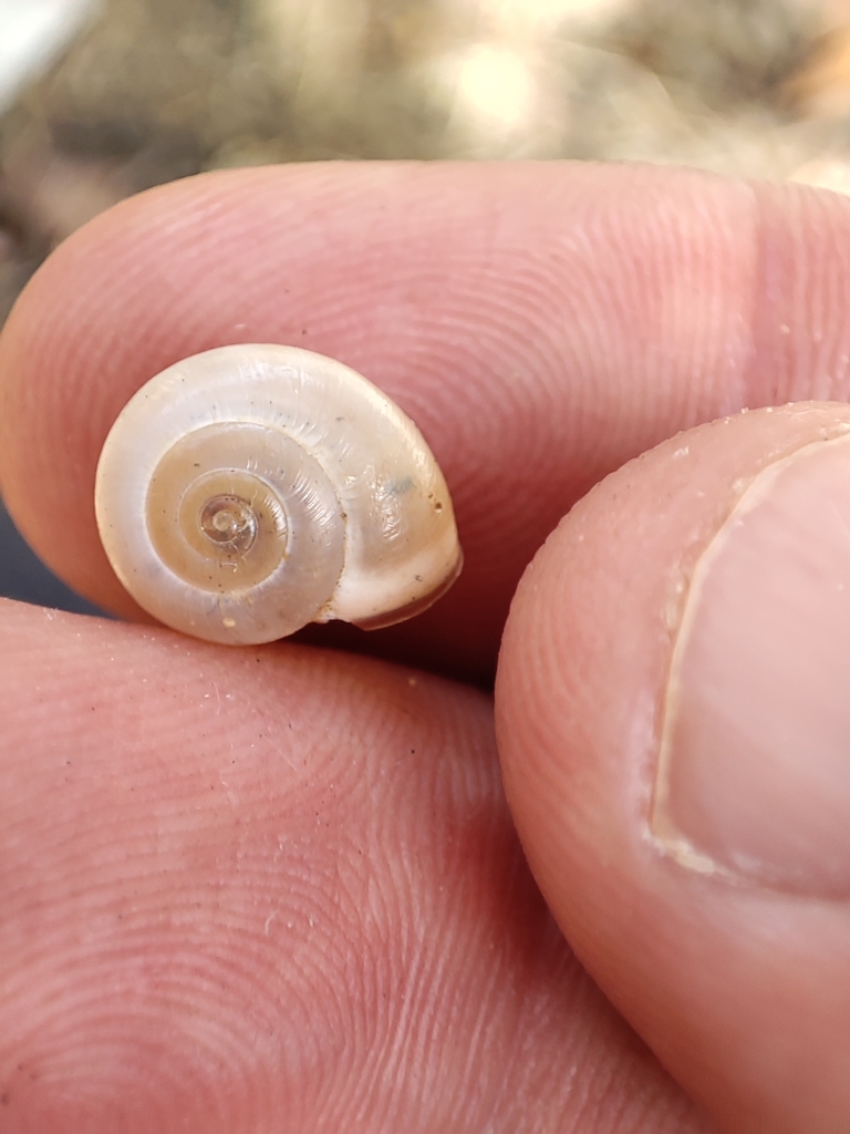 Monacha obstructa from תל אביב-יפו, ישראל on May 21, 2024 at 11:27 AM ...