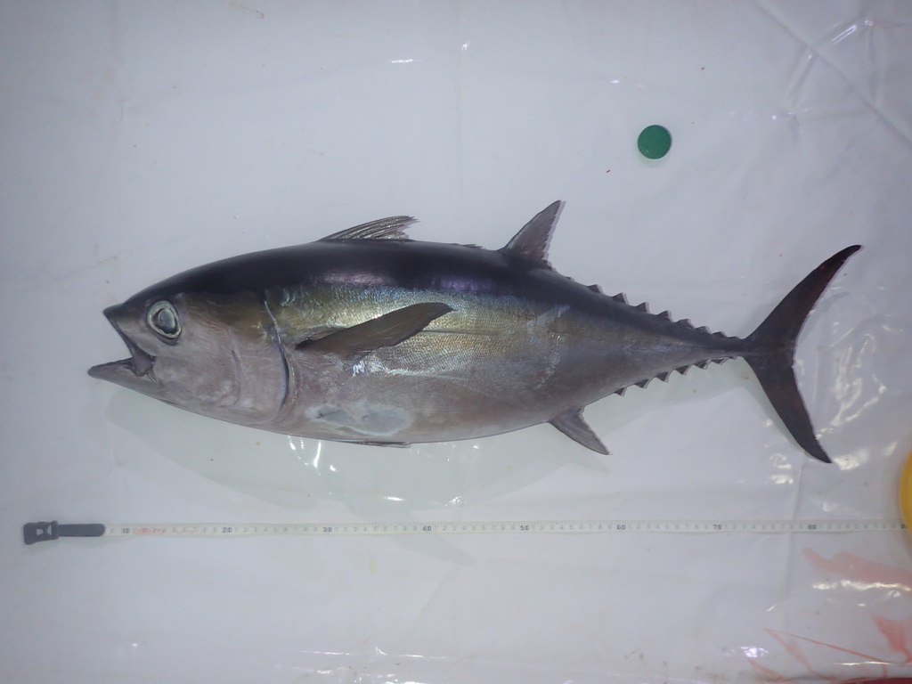 Bigeye Tuna (Thunnus obesus) - Marine Life Identification