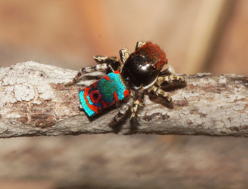 Madeline's Peacock Spider (Maratus madelineae) · iNaturalist