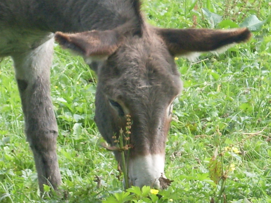 Donkey from Zürich, Zwitserland on July 18, 2009 at 09:51 AM by Alex ...