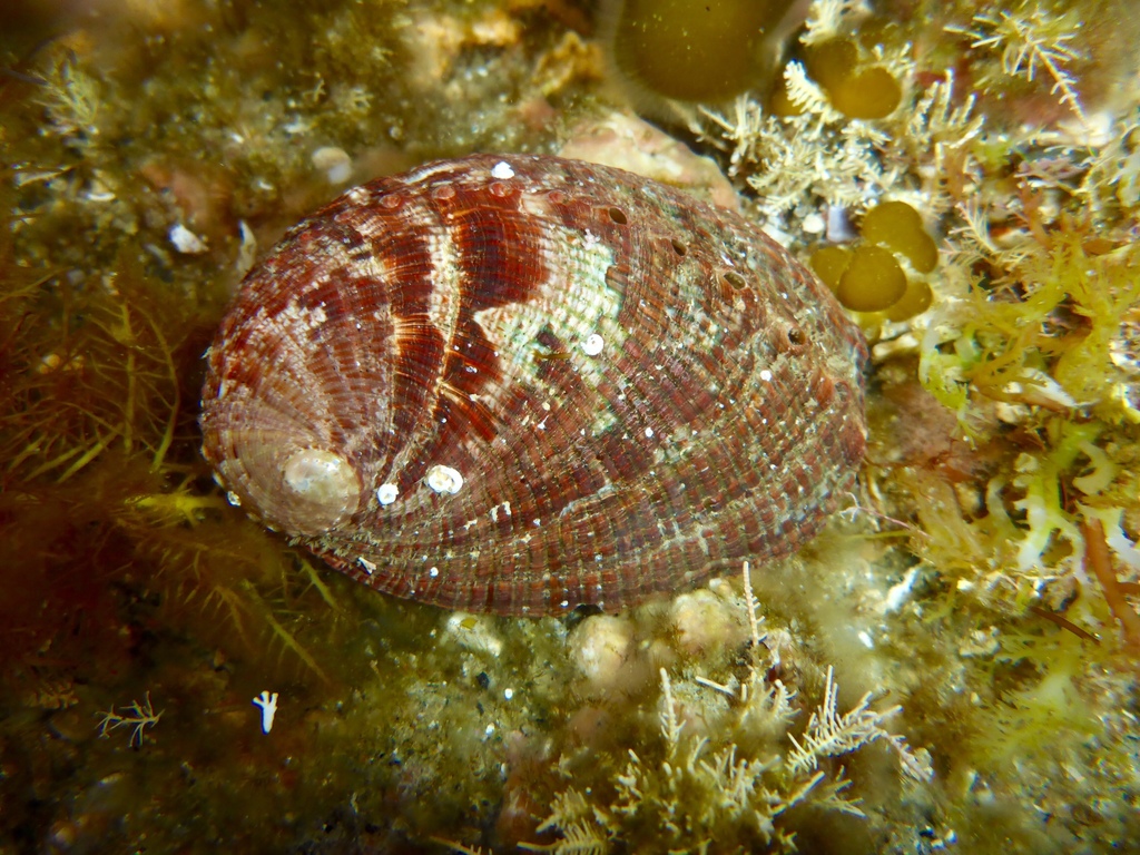 Abalones in May 2019 by Robin Gwen Agarwal. Thinking maybe green? About ...