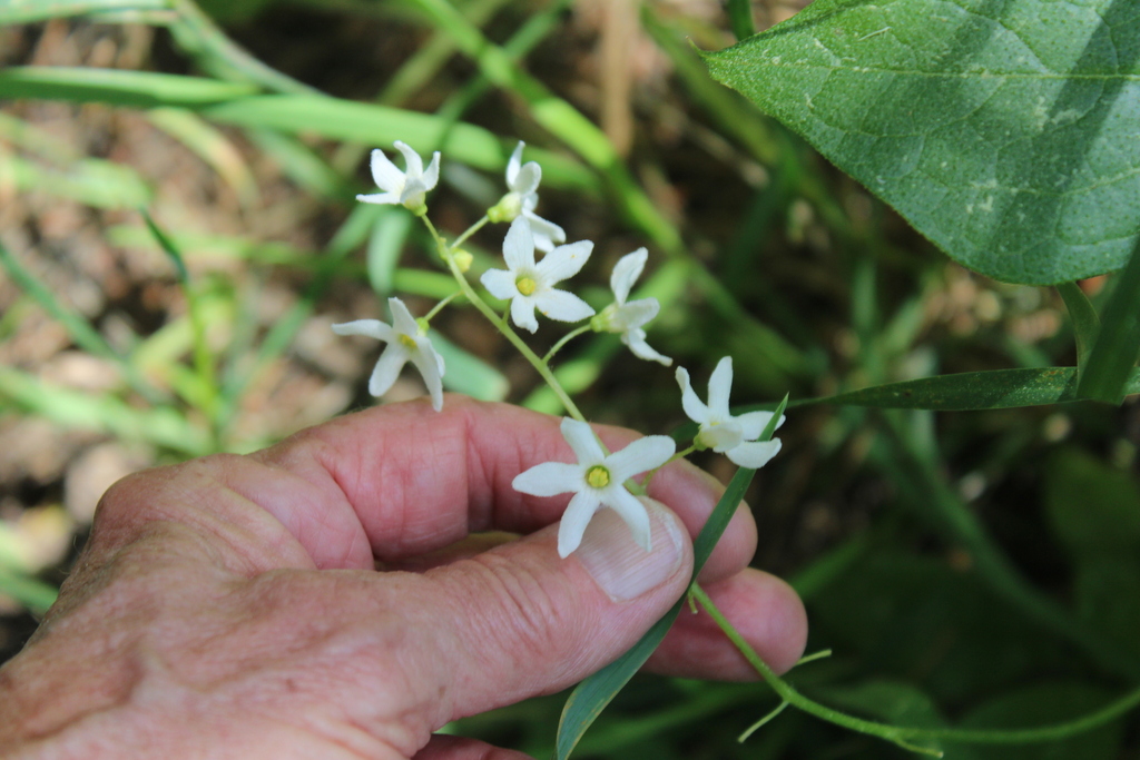 Man-roots from Laguna Trail, California 94956, USA on May 20, 2024 at ...