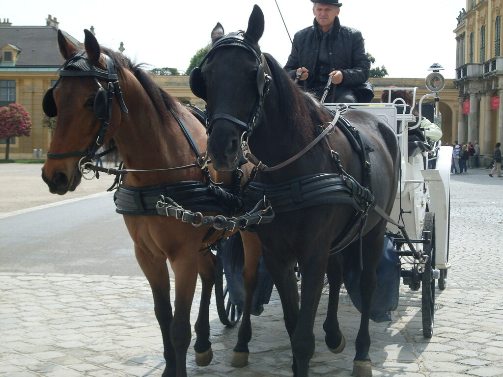 Domestic Horse from Wenen, Oostenrijk on April 9, 2010 at 09:51 AM by ...