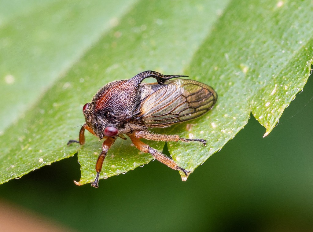 Lobocentrus triangularis from 中国浙江省杭州市西湖区 on May 21, 2024 at 11:00 AM ...